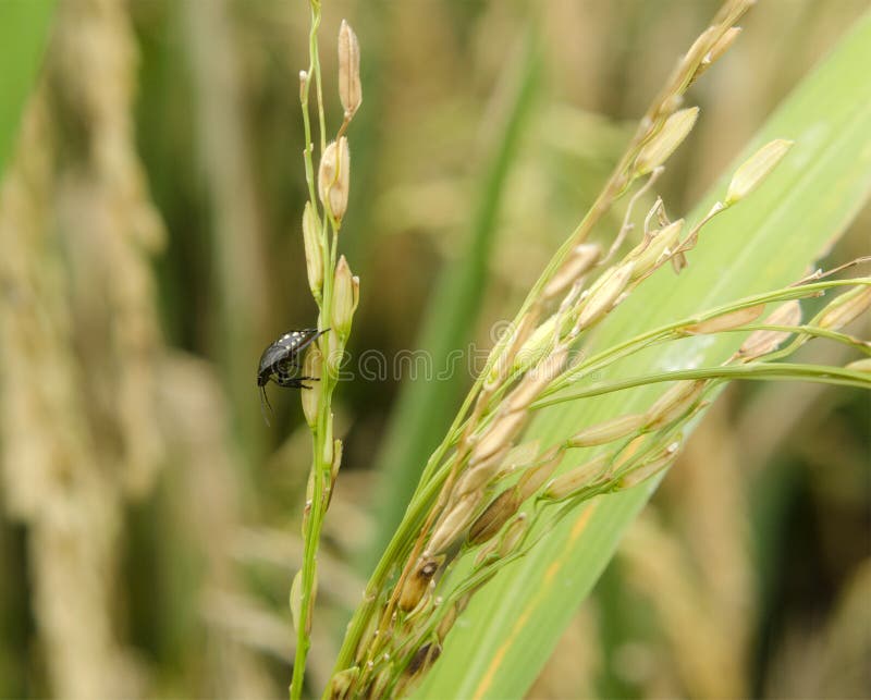 Parasites de riz photo stock. Image du insectes, animaux - 207749018