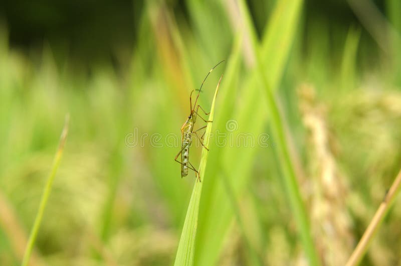 Parasites de riz photo stock. Image du insectes, animaux - 207749018