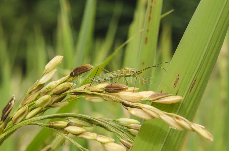 Parasites de riz photo stock. Image du insectes, animaux - 207749018