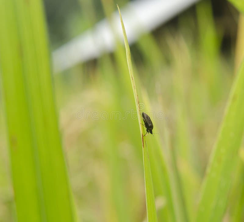 Parasites de riz photo stock. Image du insectes, animaux - 207749018
