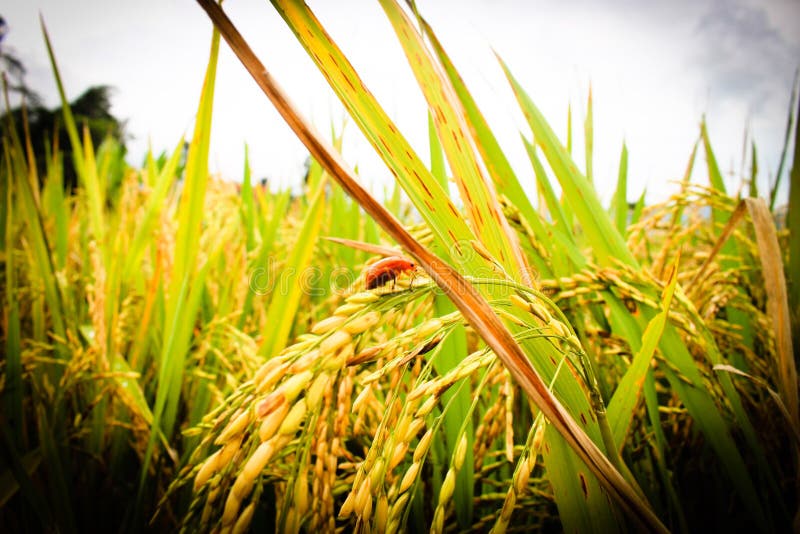 Parasites de riz photo stock. Image du insectes, insecte - 207749018