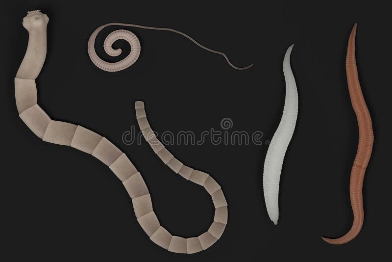 Helminthes Types De Parasites Humains Illustration de Vecteur ...