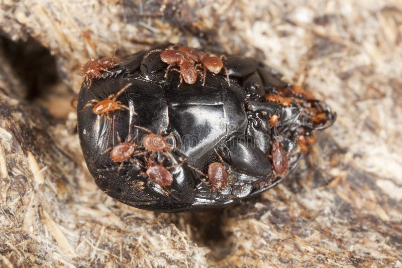 Parasites on dung beetle. stock photo. Image of crawling - 10821540