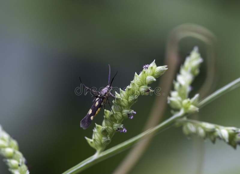 Parasites or insects stock photo. Image of encephalitis - 226033784