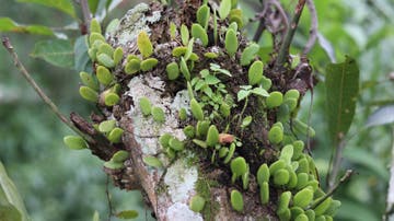 Parasites on the Mango Tree are Also Called Benalu Stock Image - Image ...