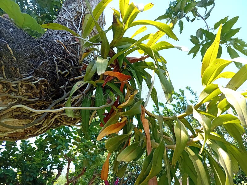 Parasites Roots in the Mango Trees Stock Image - Image of teopical ...
