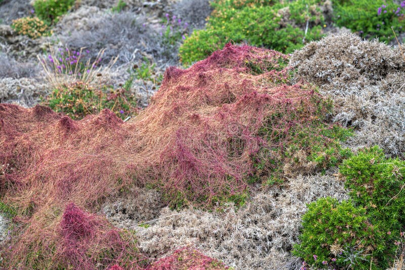 Parasitic Dodder stock photo. Image of environment, parasite - 347727248