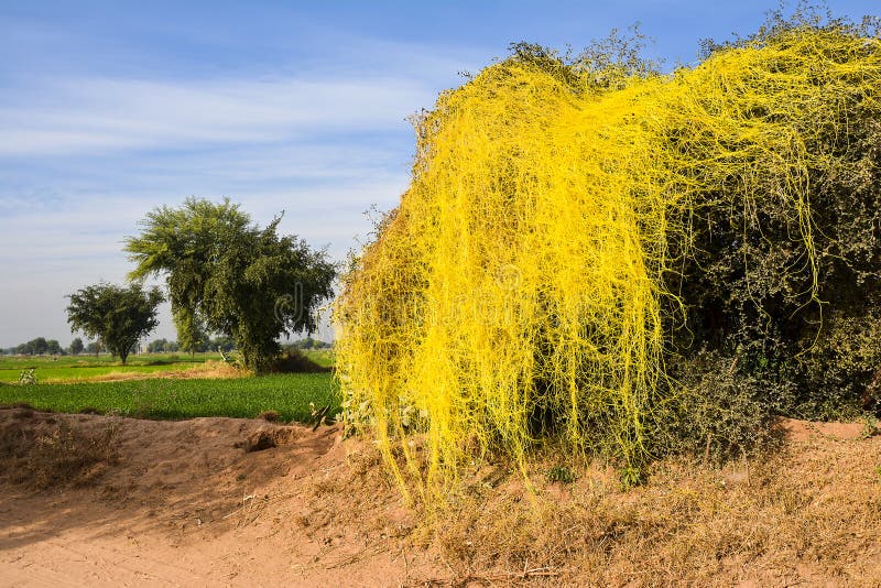 Parasitic Dodder on a tree stock photo. Image of ornamental - 83051276