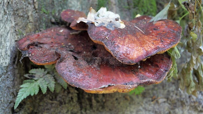 Parasitic fungi on a tree stock footage. Video of botanical - 346562910