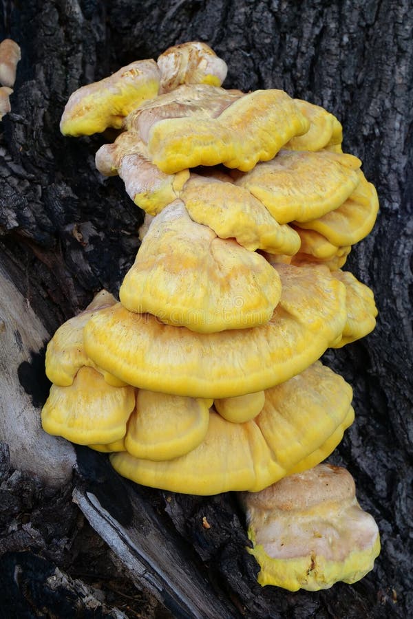 .parasitic Fungi of the Polypore Family, Scientific Experiments on the ...
