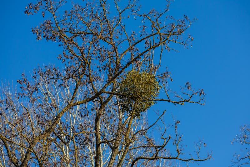 Parasitic Mistletoe Plant on Tree Branches Stock Photo - Image of ...
