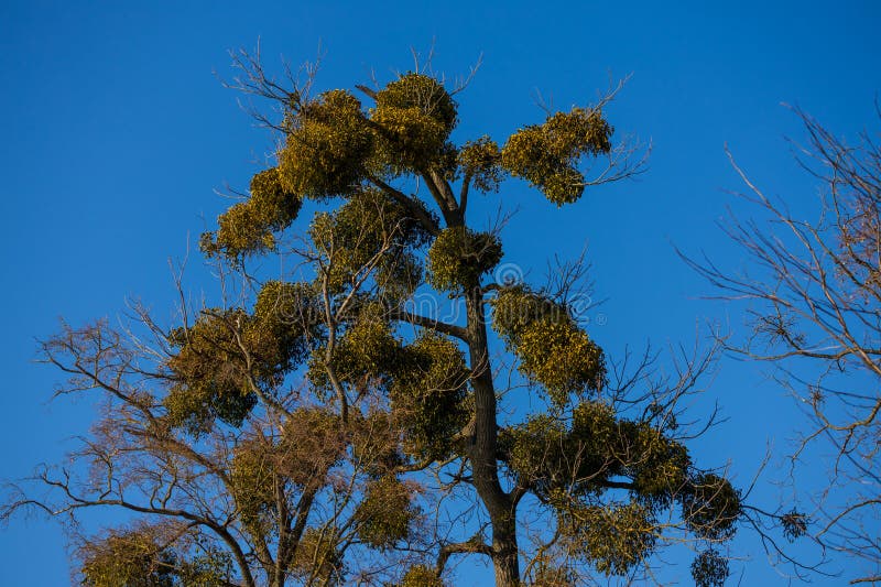Parasitic Mistletoe Plant on Tree Branches Stock Image - Image of ...