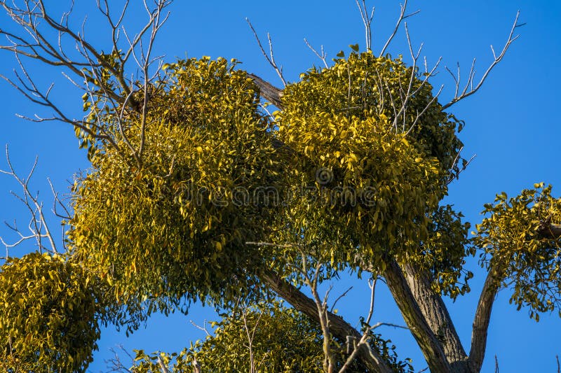 Parasitic Mistletoe Plant on Tree Branches Stock Image - Image of ...