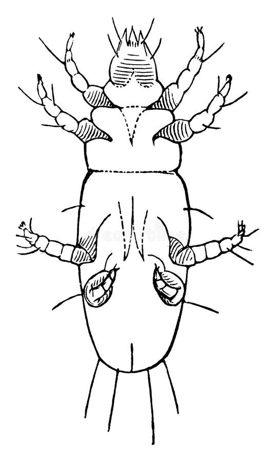 Parasitic Mite, Vintage Illustration Stock Vector - Illustration of ...