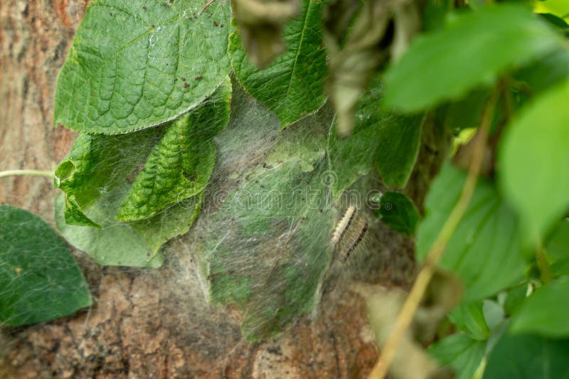 Parasitic Oak Procession Moth Caterpillars on an Infected Tree. Stock ...
