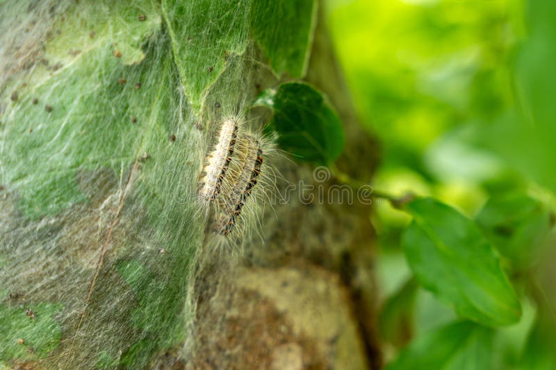 Parasitic Oak Procession Moth Caterpillars on an Infected Tree. Stock ...