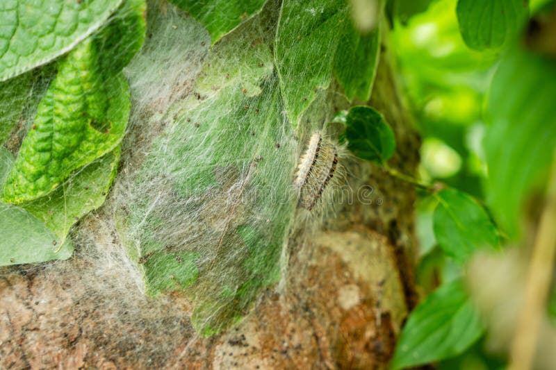 Parasitic Oak Procession Moth Caterpillars on an Infected Tree. Stock ...
