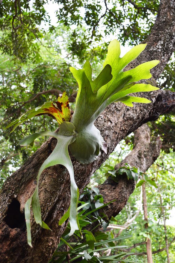 Parasitic orchids on trees stock image. Image of forest - 42228743