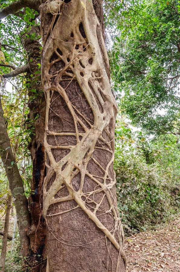 Parasitic Plant Clinging To a Tree Stock Photo - Image of natural ...