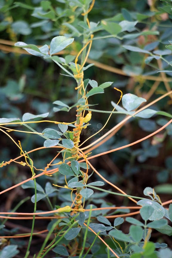 The Parasitic Plant Cuscuta Grows among Crops Stock Photo - Image of ...