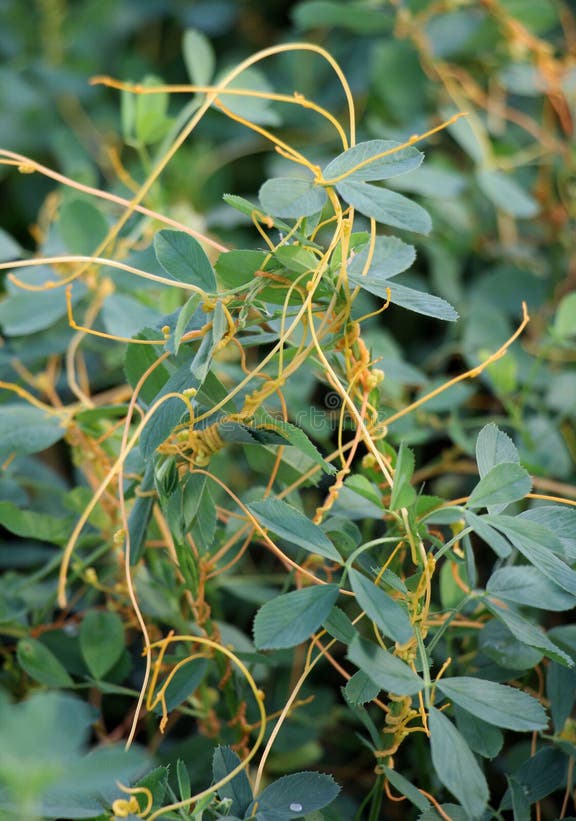 The Parasitic Plant Cuscuta Grows among Crops Stock Photo - Image of ...