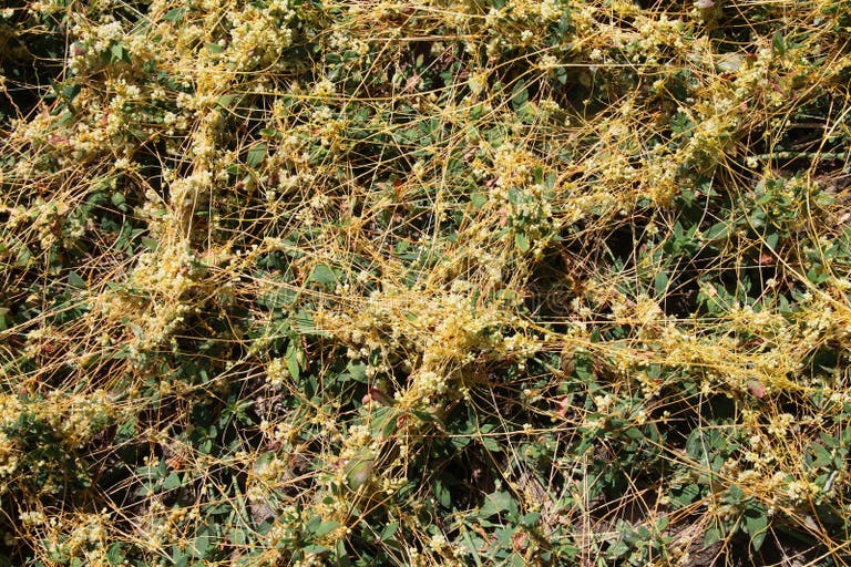 The Parasitic Plant Cuscuta Grows among Crops Stock Image - Image of ...