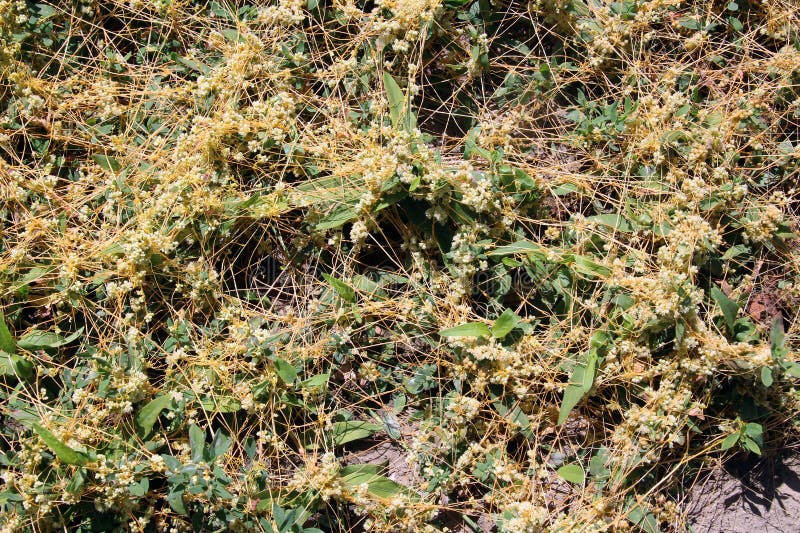 The Parasitic Plant Cuscuta Grows among Crops Stock Photo - Image of ...