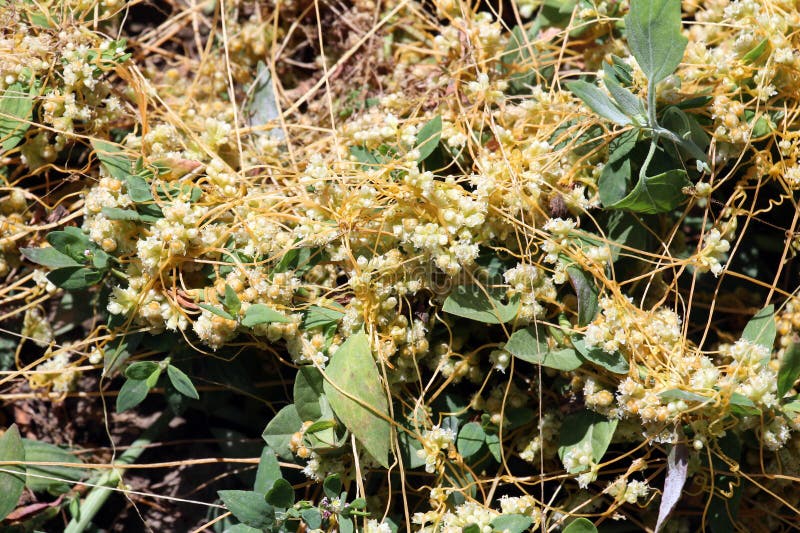 The Parasitic Plant Cuscuta Grows among Crops Stock Image - Image of ...