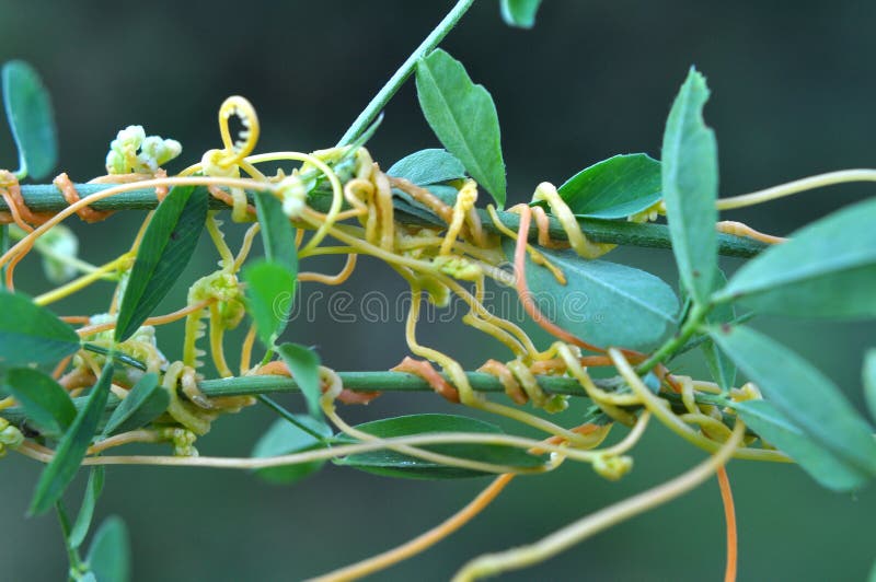 The Parasitic Plant Cuscuta Grows among Crops Stock Photo - Image of ...