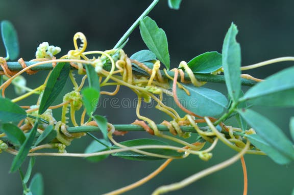 The Parasitic Plant Cuscuta Grows among Crops Stock Photo - Image of ...