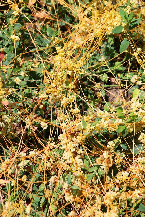 The Parasitic Plant Cuscuta Grows among Crops Stock Image - Image of ...