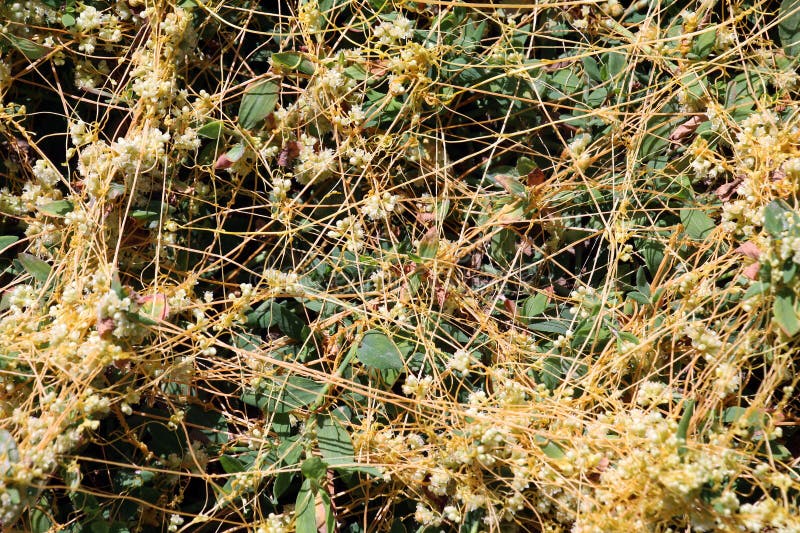 The Parasitic Plant Cuscuta Grows among Crops Stock Photo - Image of ...