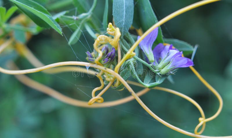 The Parasitic Plant Cuscuta Grows among Crops Stock Image - Image of ...