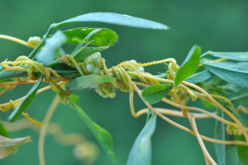 The Parasitic Plant Cuscuta Grows among Crops Stock Image - Image of ...