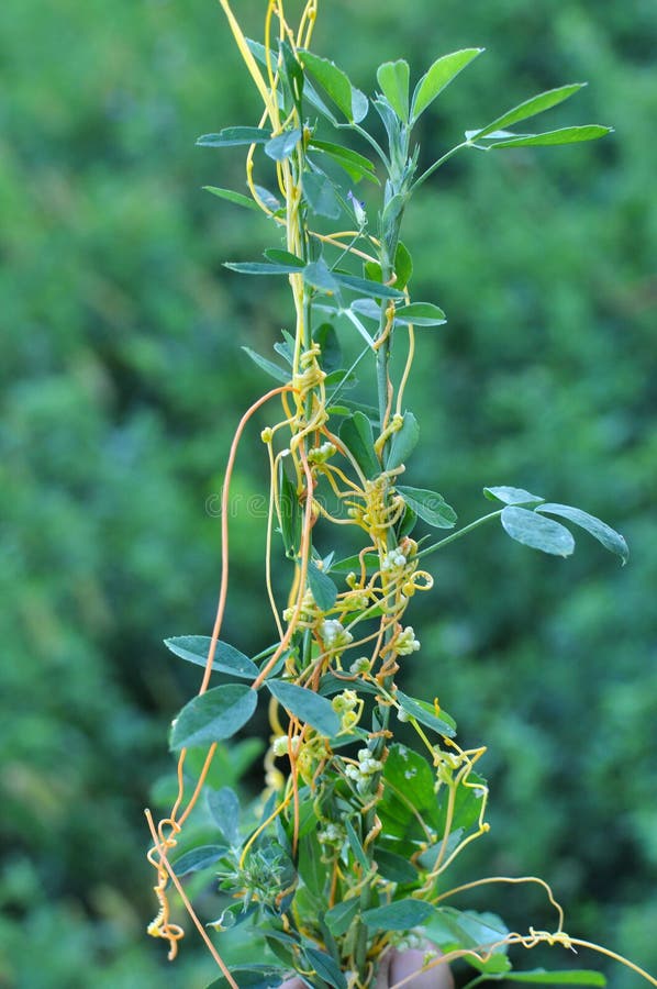 The Parasitic Plant Cuscuta Grows among Crops Stock Photo - Image of ...