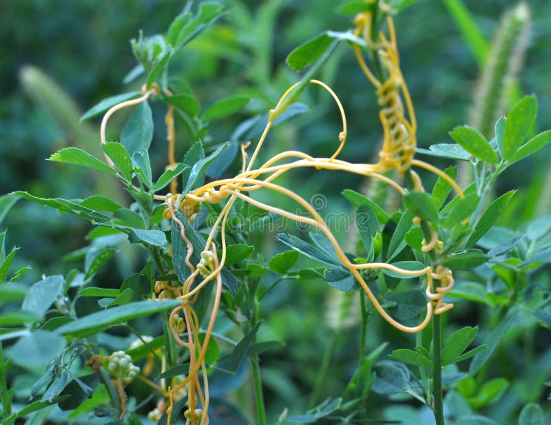 The Parasitic Plant Cuscuta Grows among Crops Stock Image - Image of ...