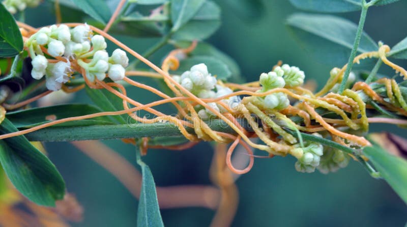 The Parasitic Plant Cuscuta Grows among Crops Stock Image - Image of ...