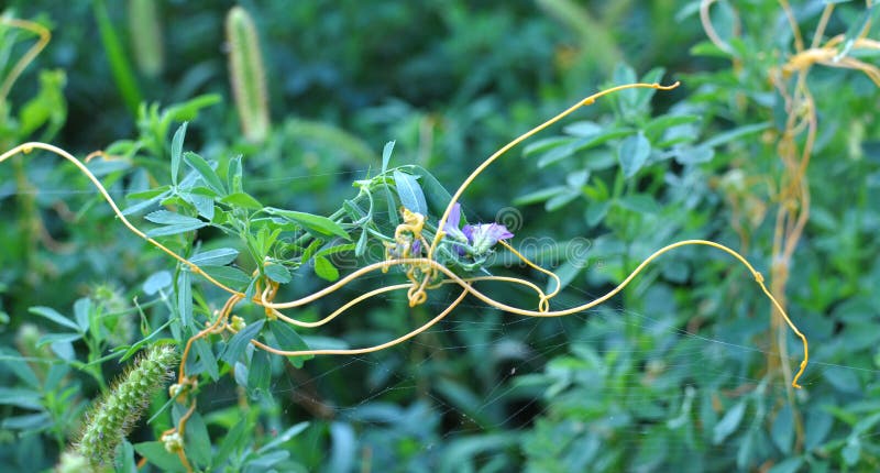 The Parasitic Plant Cuscuta Grows among Crops Stock Photo - Image of ...