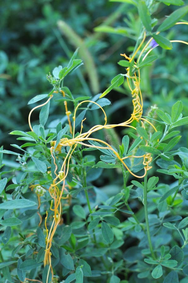 The Parasitic Plant Cuscuta Grows among Crops Stock Image - Image of ...