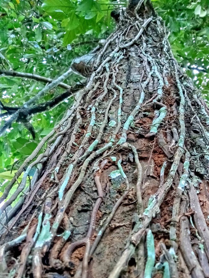 Parasitic Plant Roots Growing on Mangosteen Trees Stock Image - Image ...