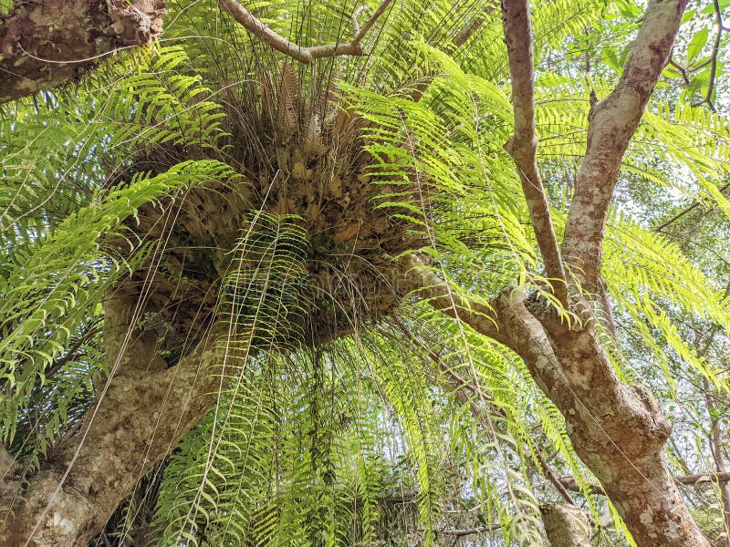 Parasitic Plant Stem and Roots Growing Around Tree Stem. Tree Trunk ...