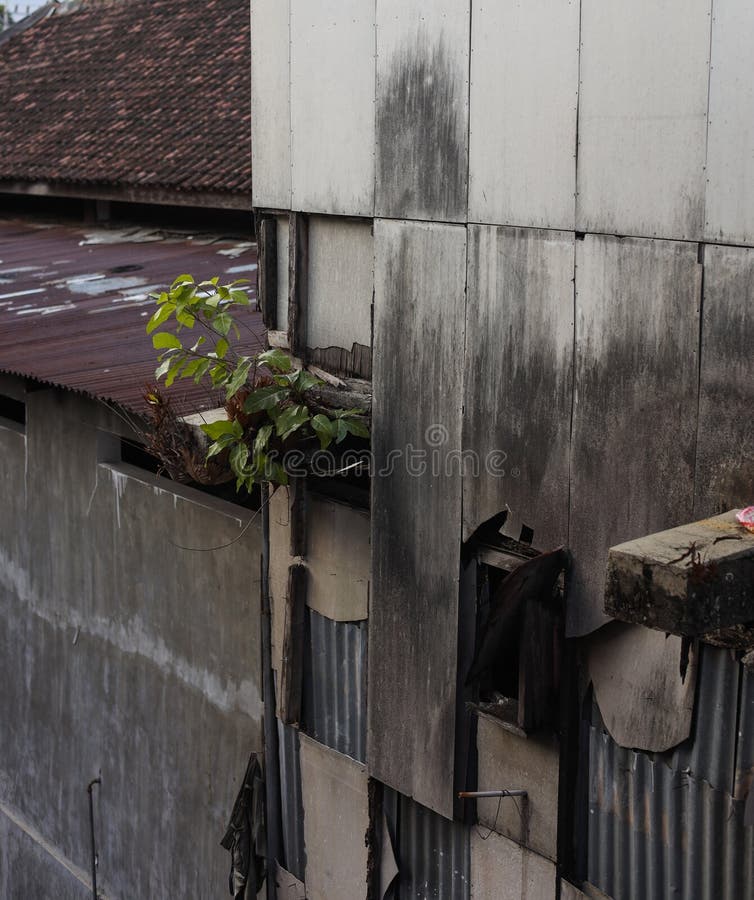 Parasitic Plants that Damage Walls and Roofs Stock Image - Image of ...