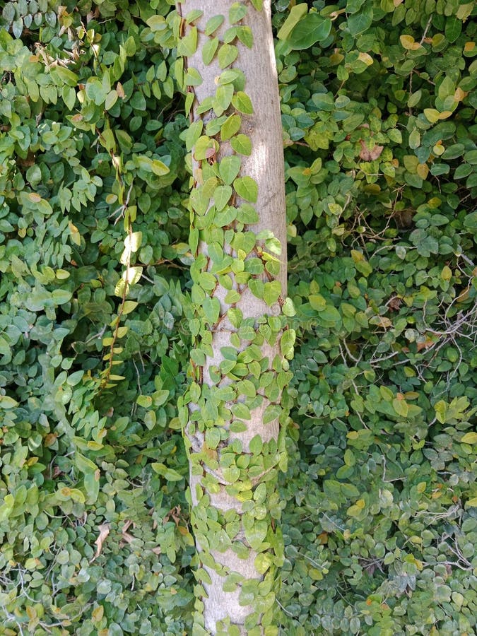 Parasitic Plants on Green Forest Tree Trunks Stock Image - Image of ...
