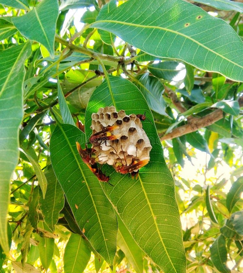 Parasitic Plants Grow on Borneo Forest Trees Stock Photo - Image of ...