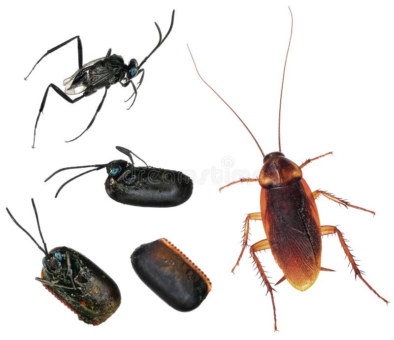 Parasitische Wesp (viaticus Anoplius) Stock Afbeelding - Image of ...