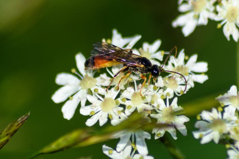 Parasitische Wesp (viaticus Anoplius) Stock Afbeelding - Image of ...