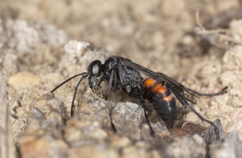 Parasitische Wesp (viaticus Anoplius) Stock Afbeelding - Image of ...