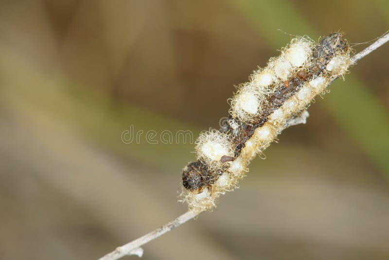 Parasitized caterpillar stock photo. Image of wildlife - 41919752