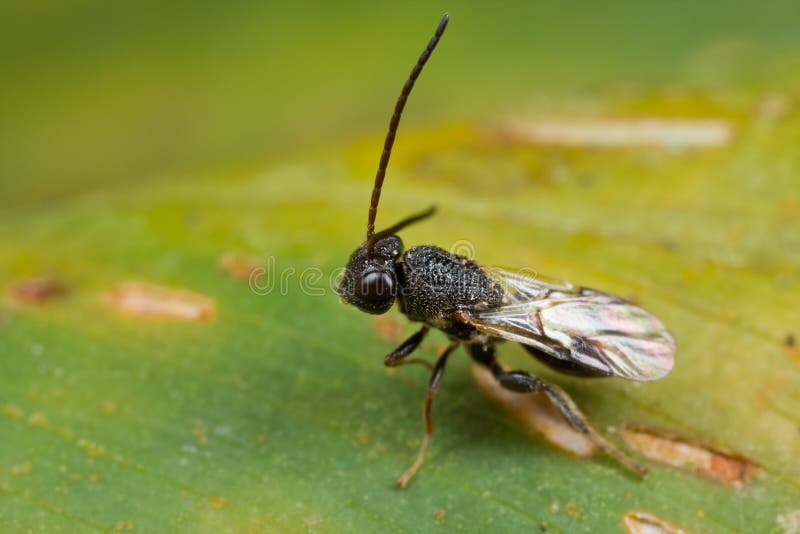Parasitoid wasp stock image. Image of nature, outdoor - 10582241