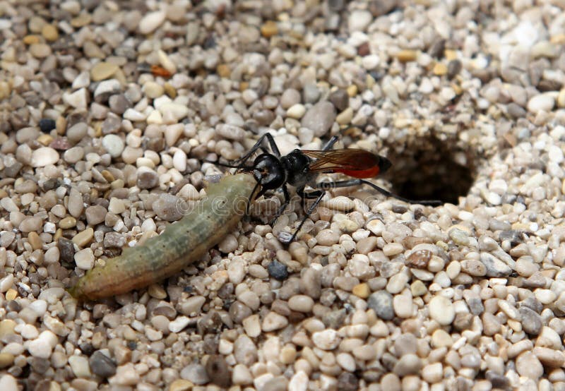 Parasitoid Wasp Dragging a Paralyzed Caterpillar Stock Photo - Image of ...